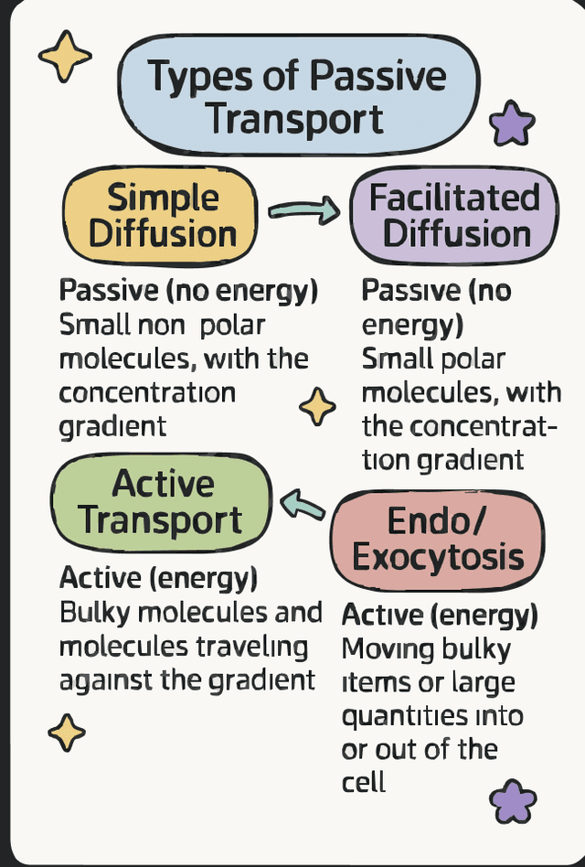 Facilitated Diffusion AP Biology Review | Fiveable